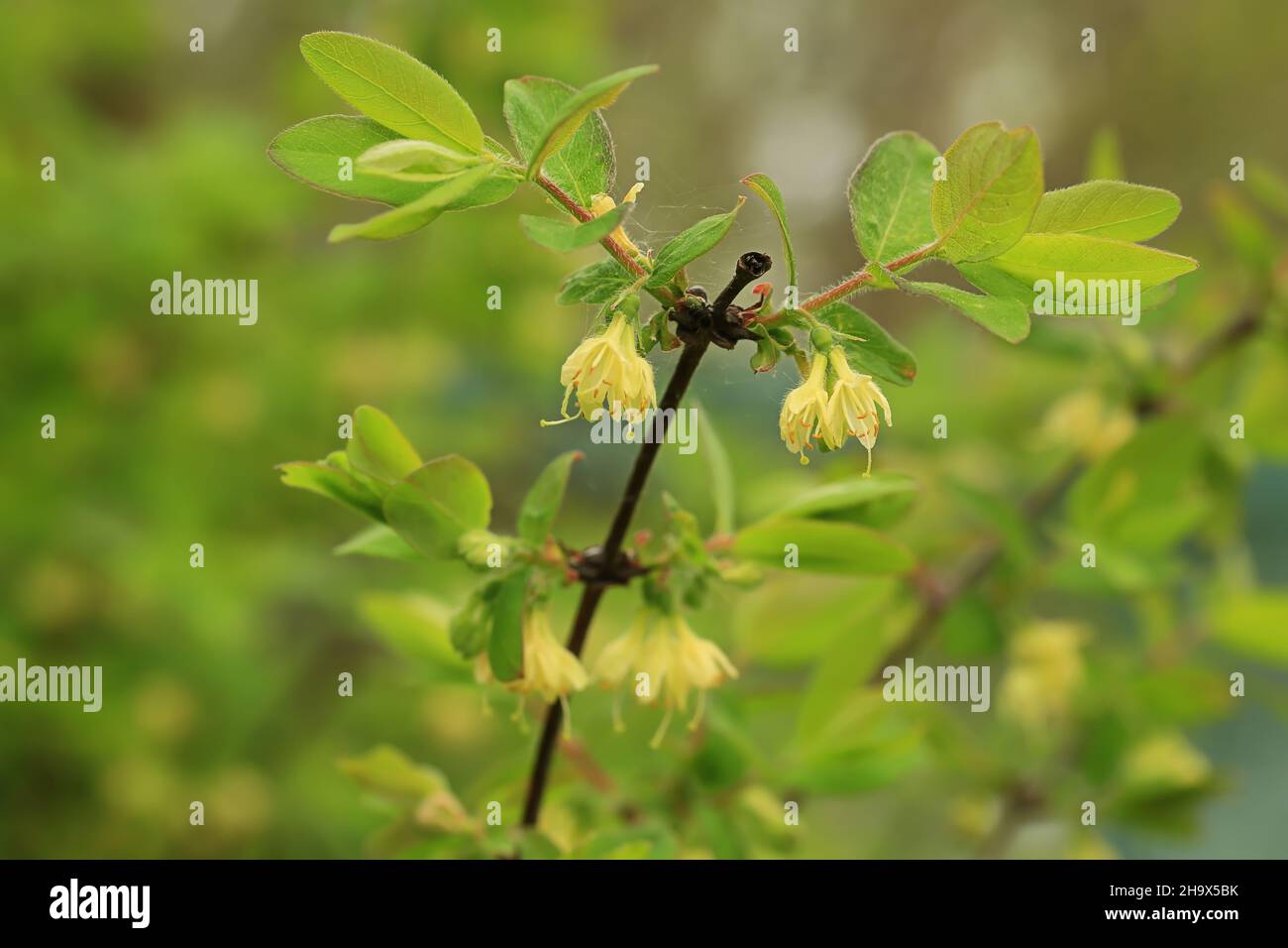 Barberry tree hi-res stock photography and images - Alamy