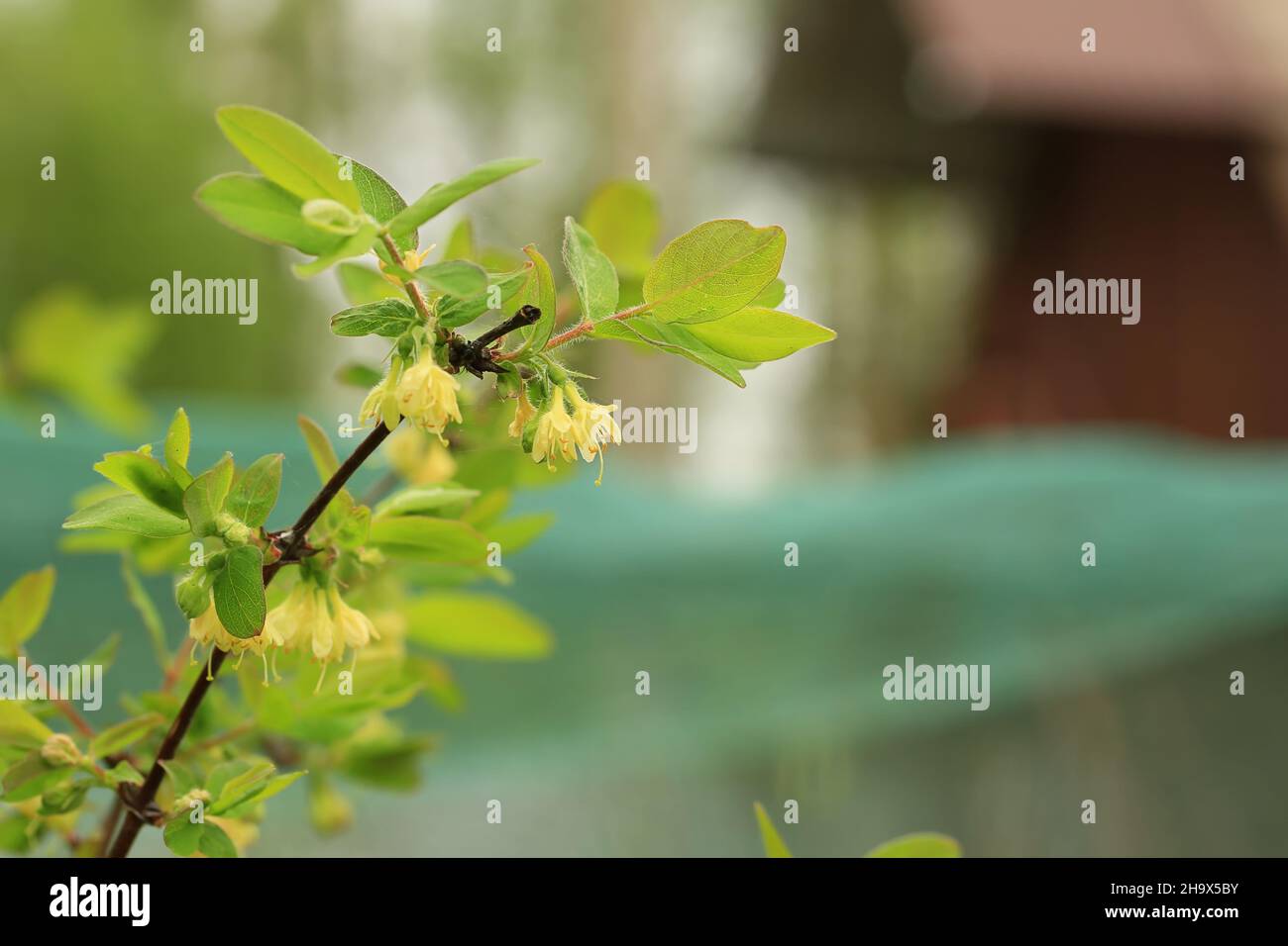 Barberry tree hi-res stock photography and images - Alamy