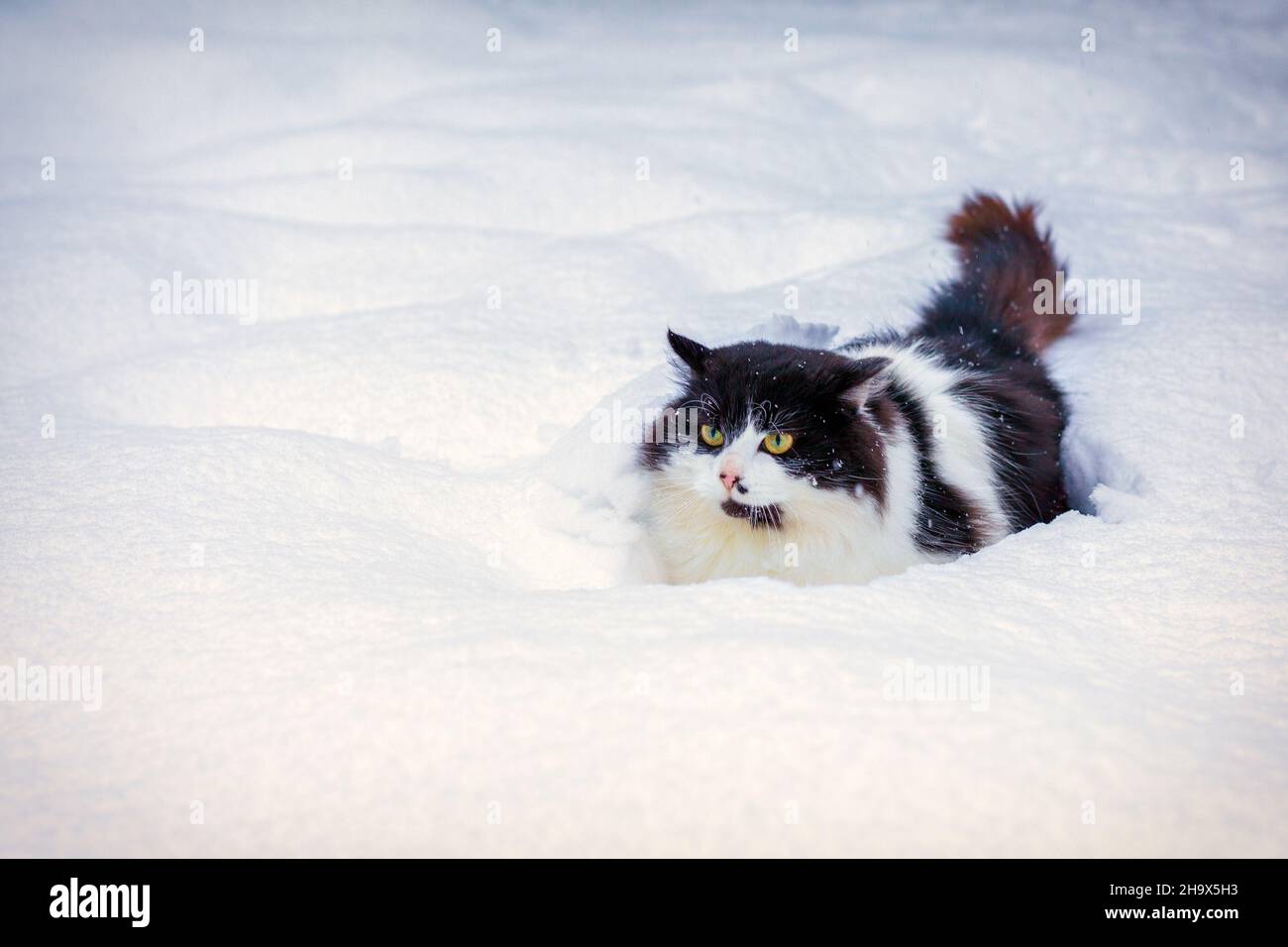 Black and white cat walking in the deep snow Stock Photo - Alamy