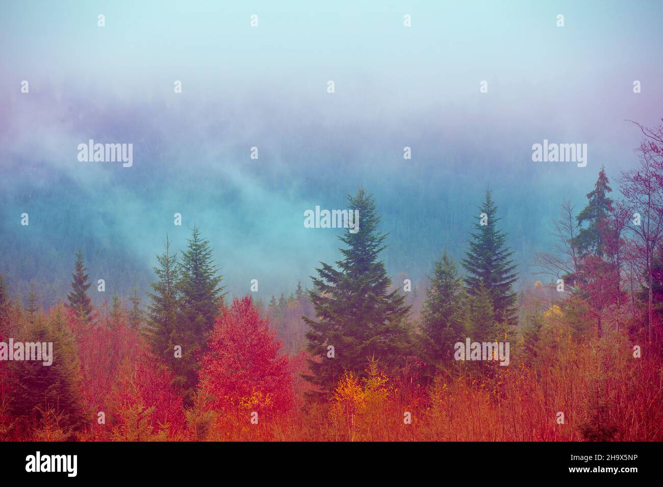 Mountain landscape in the early misty autumn morning Stock Photo - Alamy