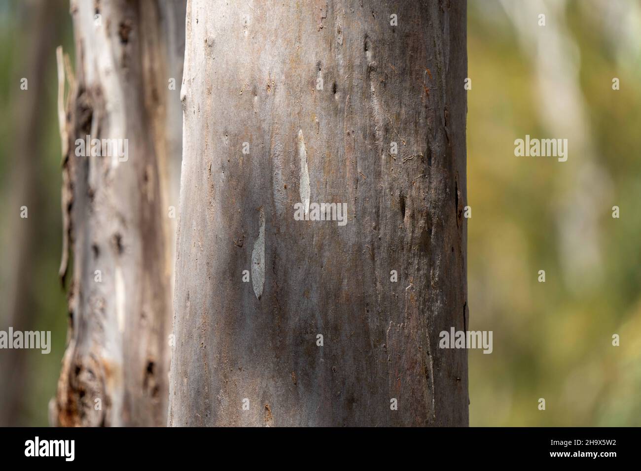 Natives plants and flowers growing in the bush in Australia Stock Photo ...