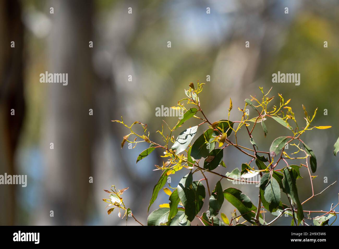Natives plants and flowers growing in the bush in Australia Stock Photo ...