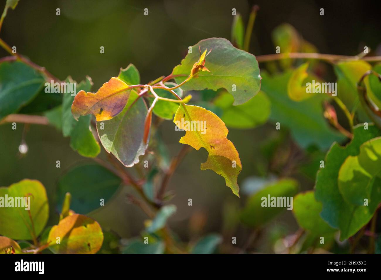 Natives plants and flowers growing in the bush in Australia Stock Photo ...