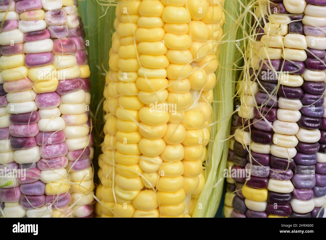 Maize popular hi-res stock photography and images - Alamy