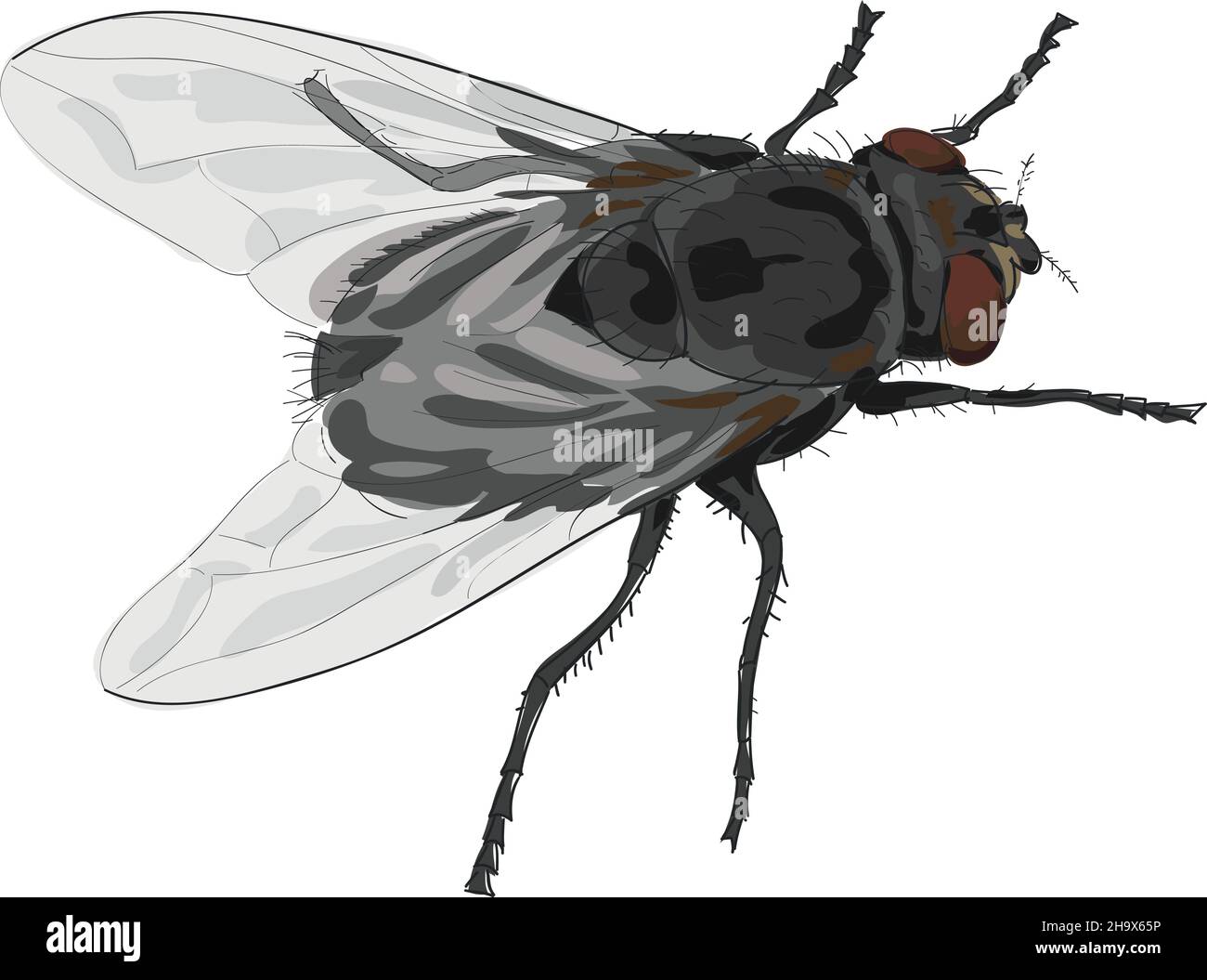 Insect fly isolated on white background. Vector illustration Stock ...