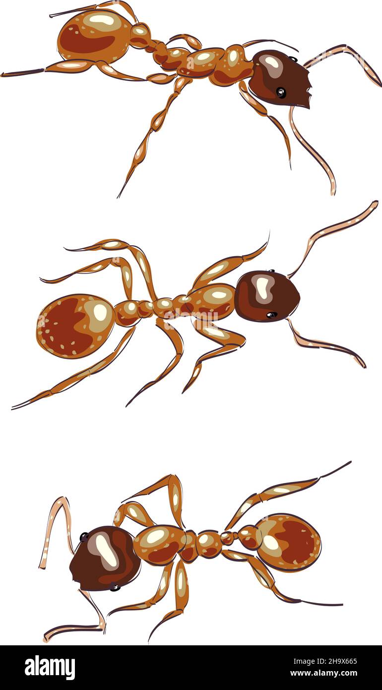 Red ants. Isolated on white background. Vector illustration Stock ...