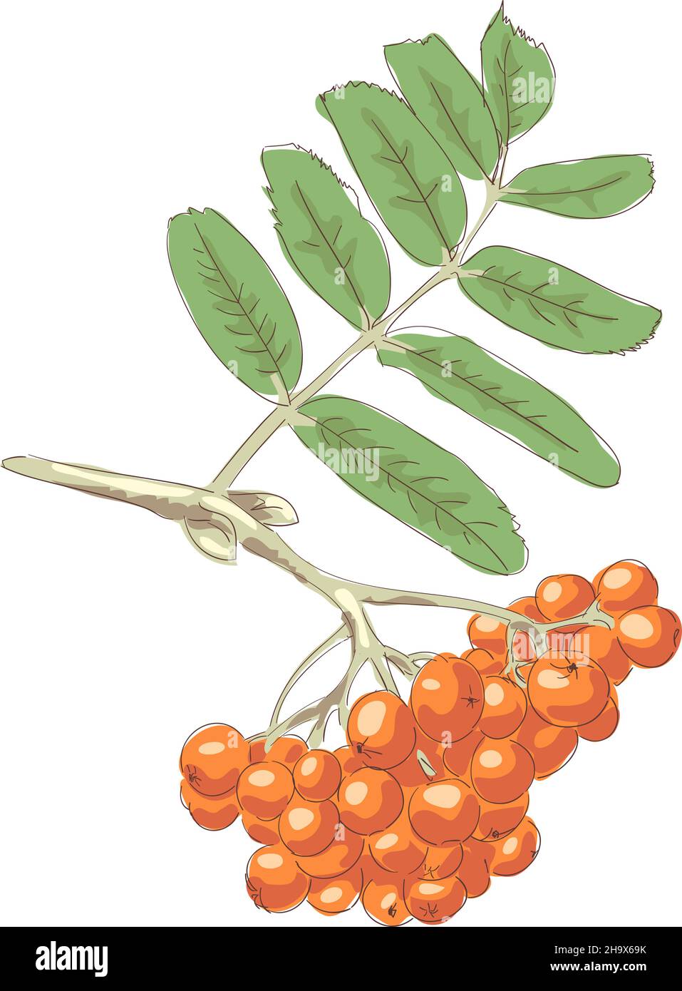 Rowan tree ripe red Stock Vector Images - Alamy