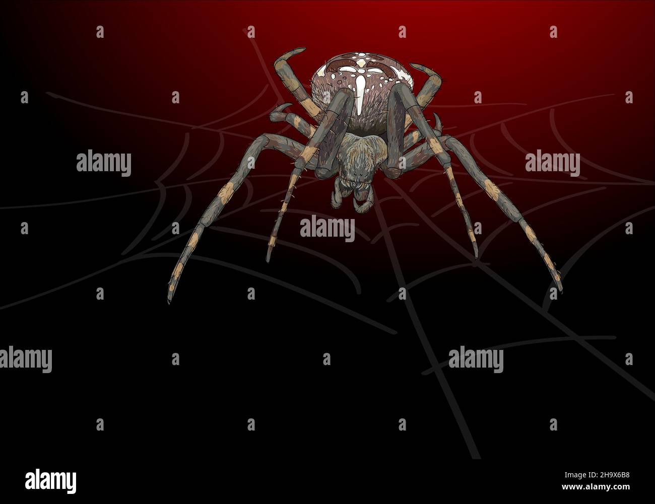Portrait scary spider. Vector illustration Stock Vector Image & Art - Alamy