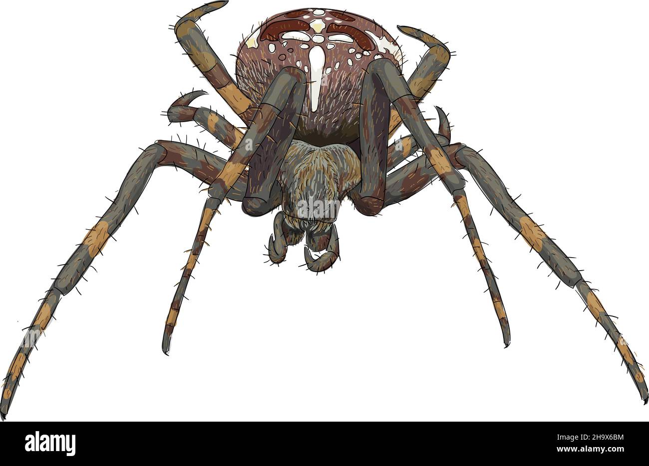 Portrait scary spider. Vector illustration Stock Vector Image & Art - Alamy