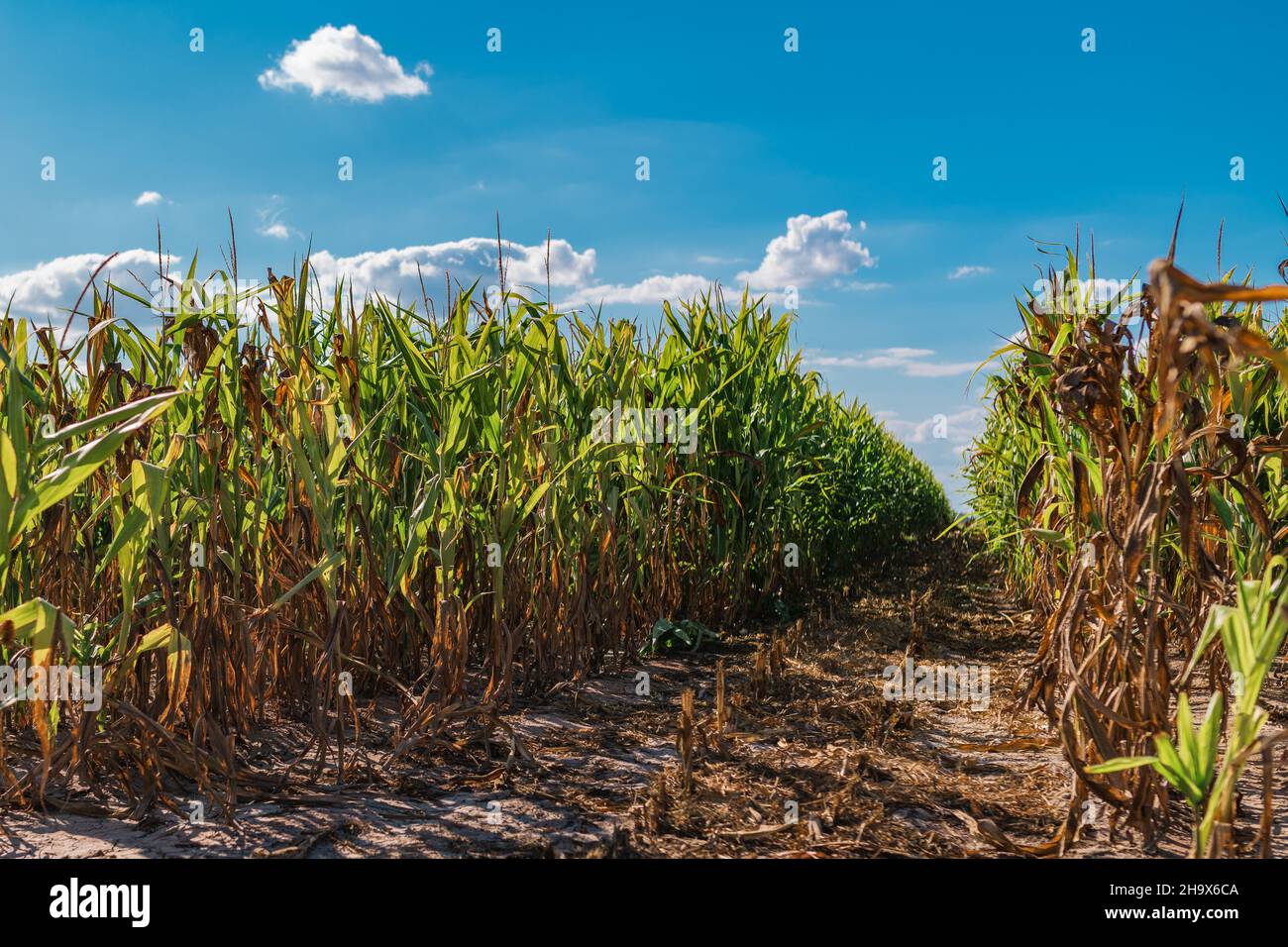 Corn field affected by drought in summer afternoon, selective focus ...