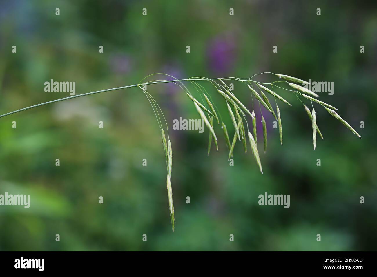 summer background, blade of grass close-up Stock Photo - Alamy