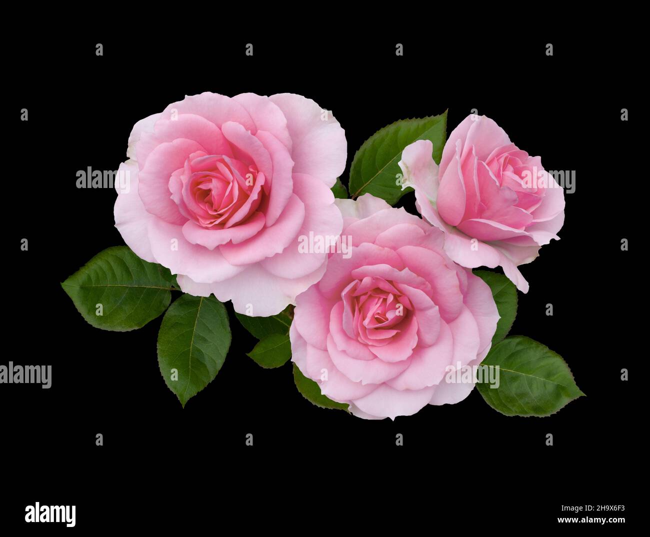 Delicate pink roses with green leaves isolated on black background ...