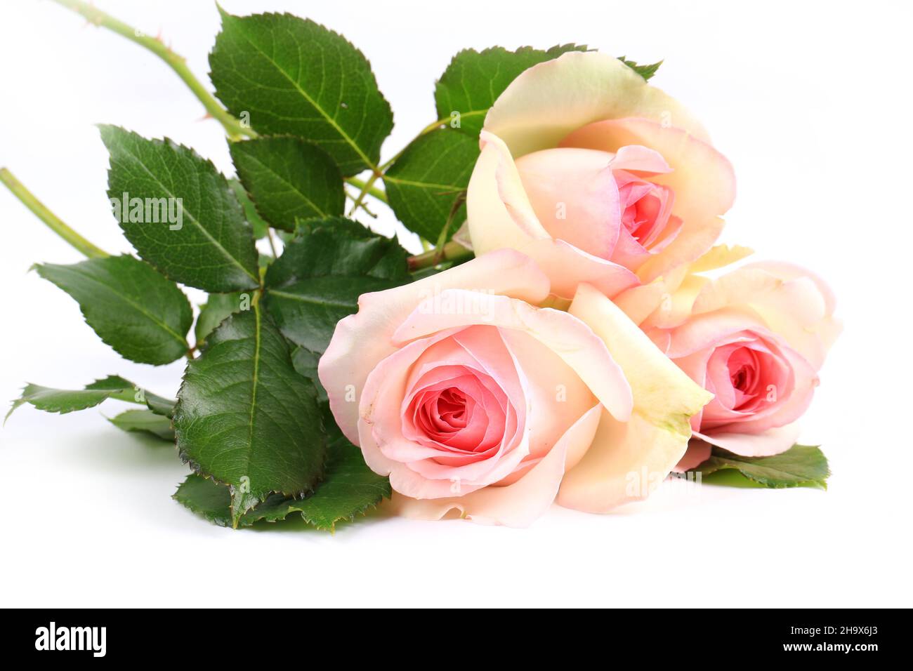 Delicate cream rose on a white background. creative minimalistic layout ...