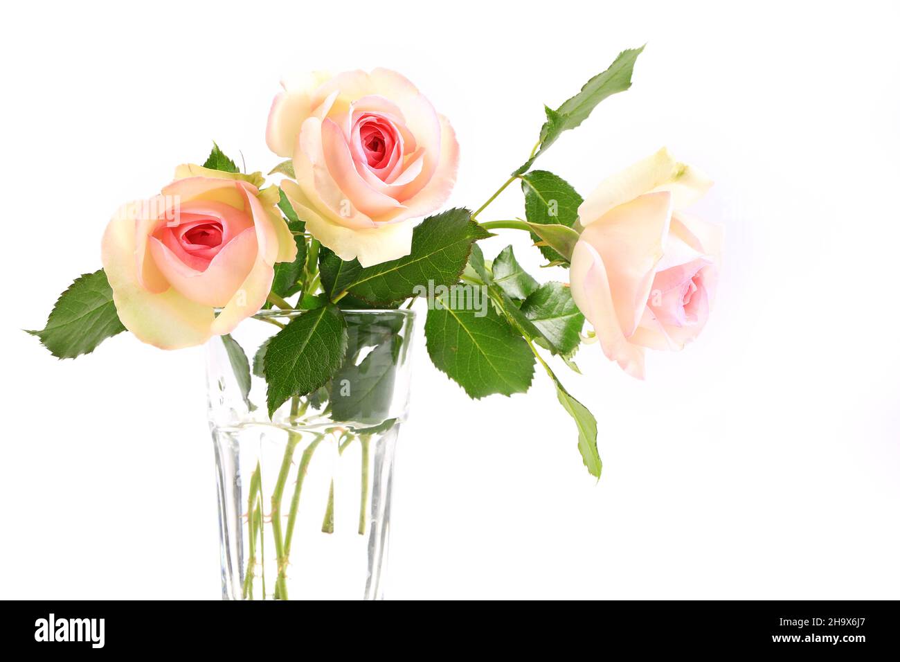 Delicate cream rose on a white background. creative minimalistic layout ...
