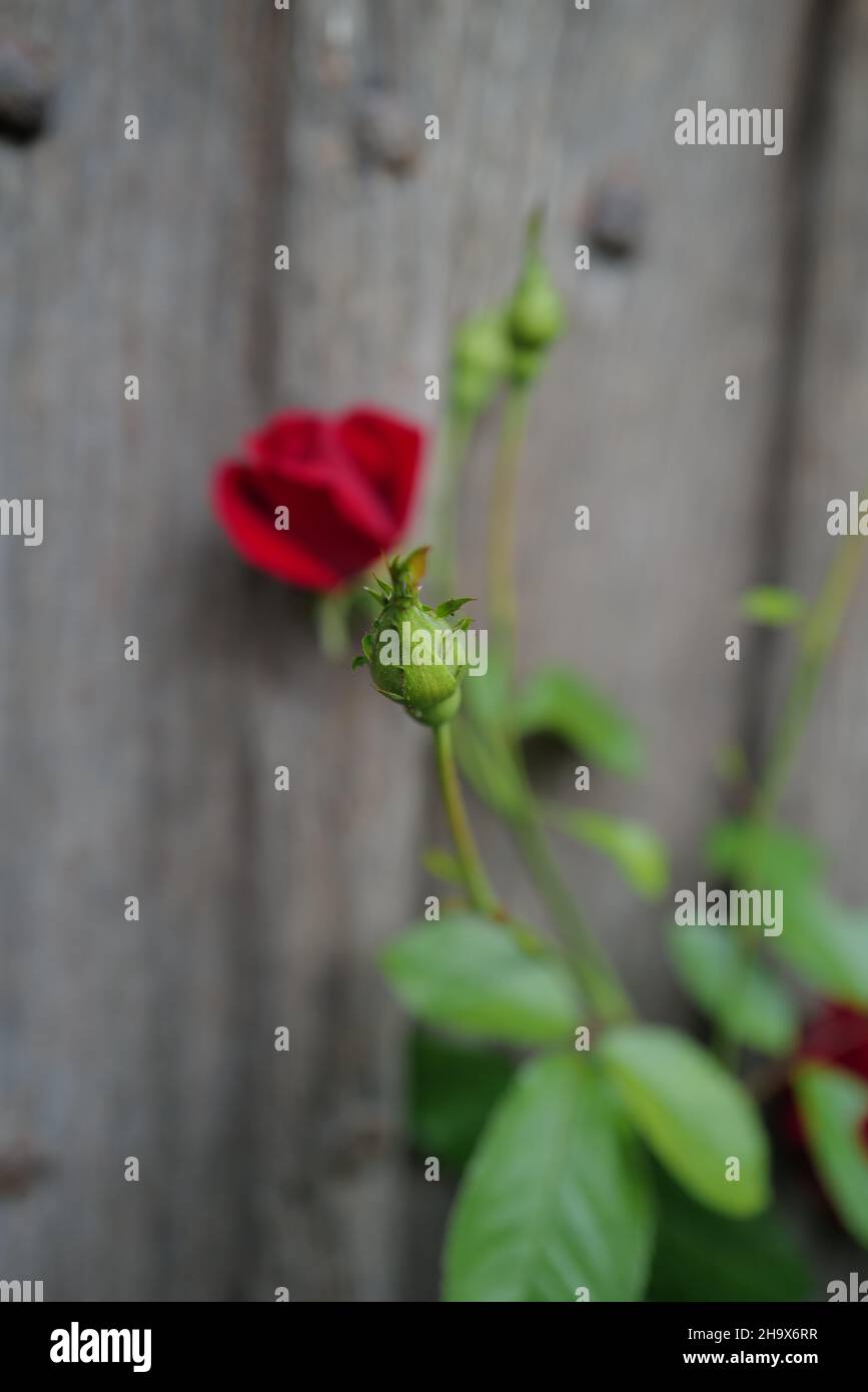 Single rose bud in the foreground with deep red rose, buds and ancient ...