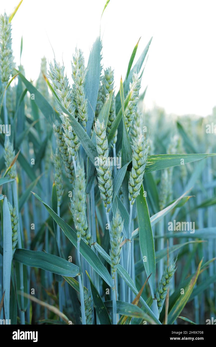 Young crop stalks hi-res stock photography and images - Alamy