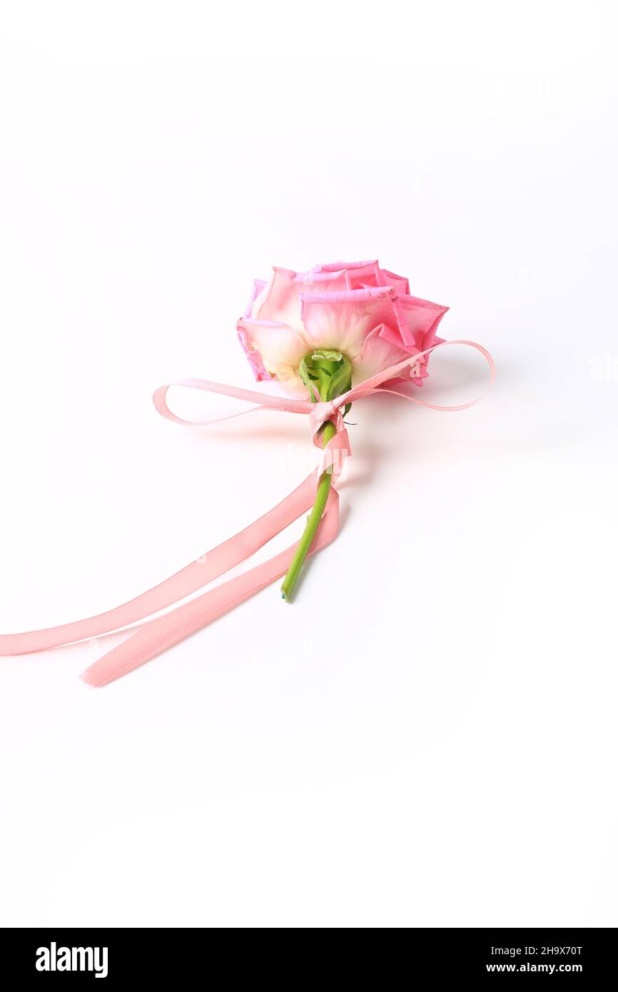 pink rose with pink ribbon isolated on white background Stock Photo - Alamy
