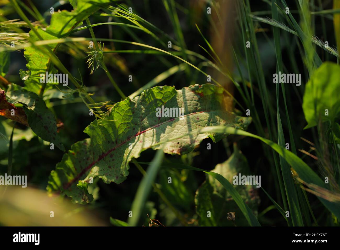 Dock leaf hi-res stock photography and images - Alamy