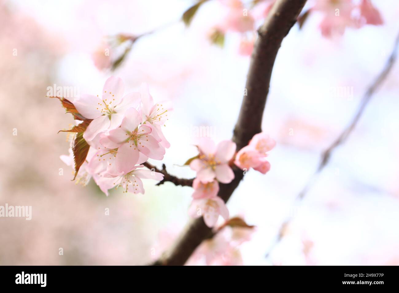 flowering tree in spring garden Stock Photo - Alamy