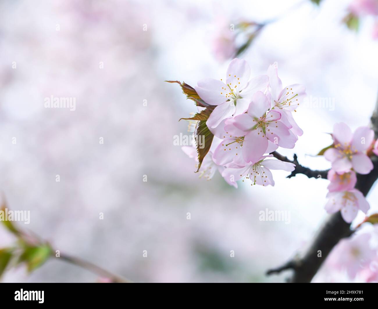flowering tree in spring garden Stock Photo - Alamy
