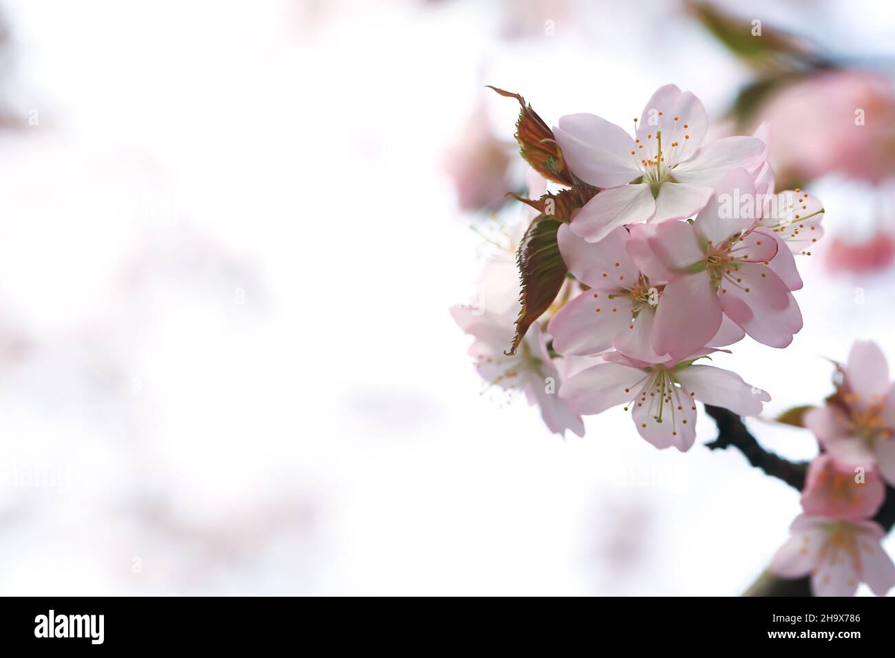 flowering tree in spring garden Stock Photo - Alamy
