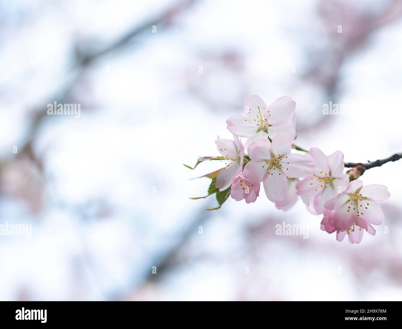 flowering tree in spring garden Stock Photo - Alamy