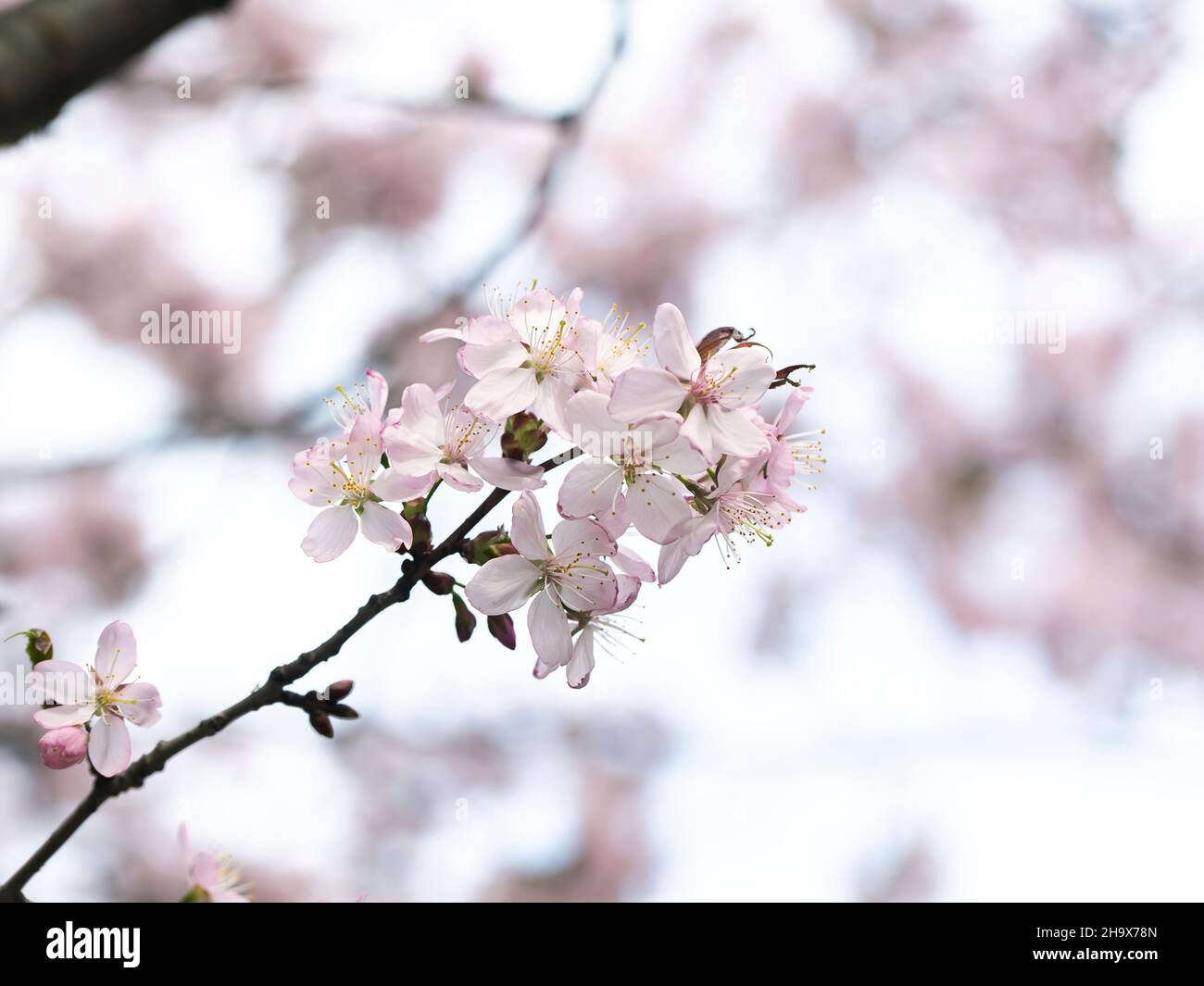 flowering tree in spring garden Stock Photo - Alamy