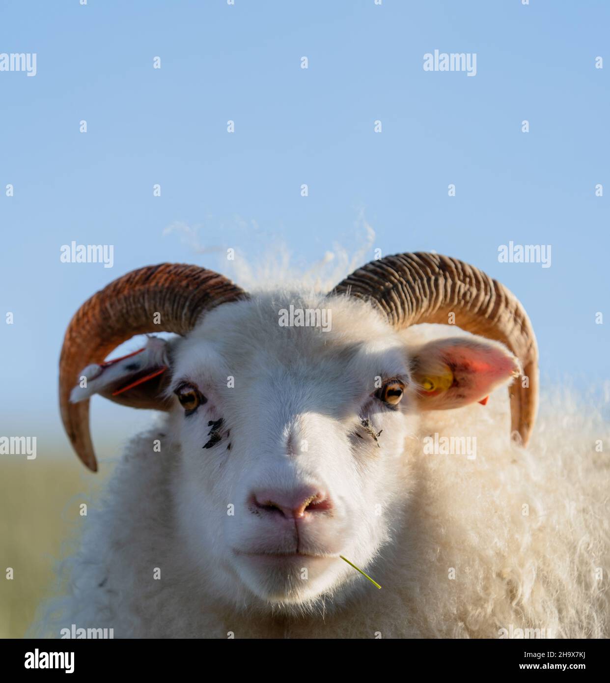 Smoking funny defiant ram with blade in the mouth looking to the camera ...