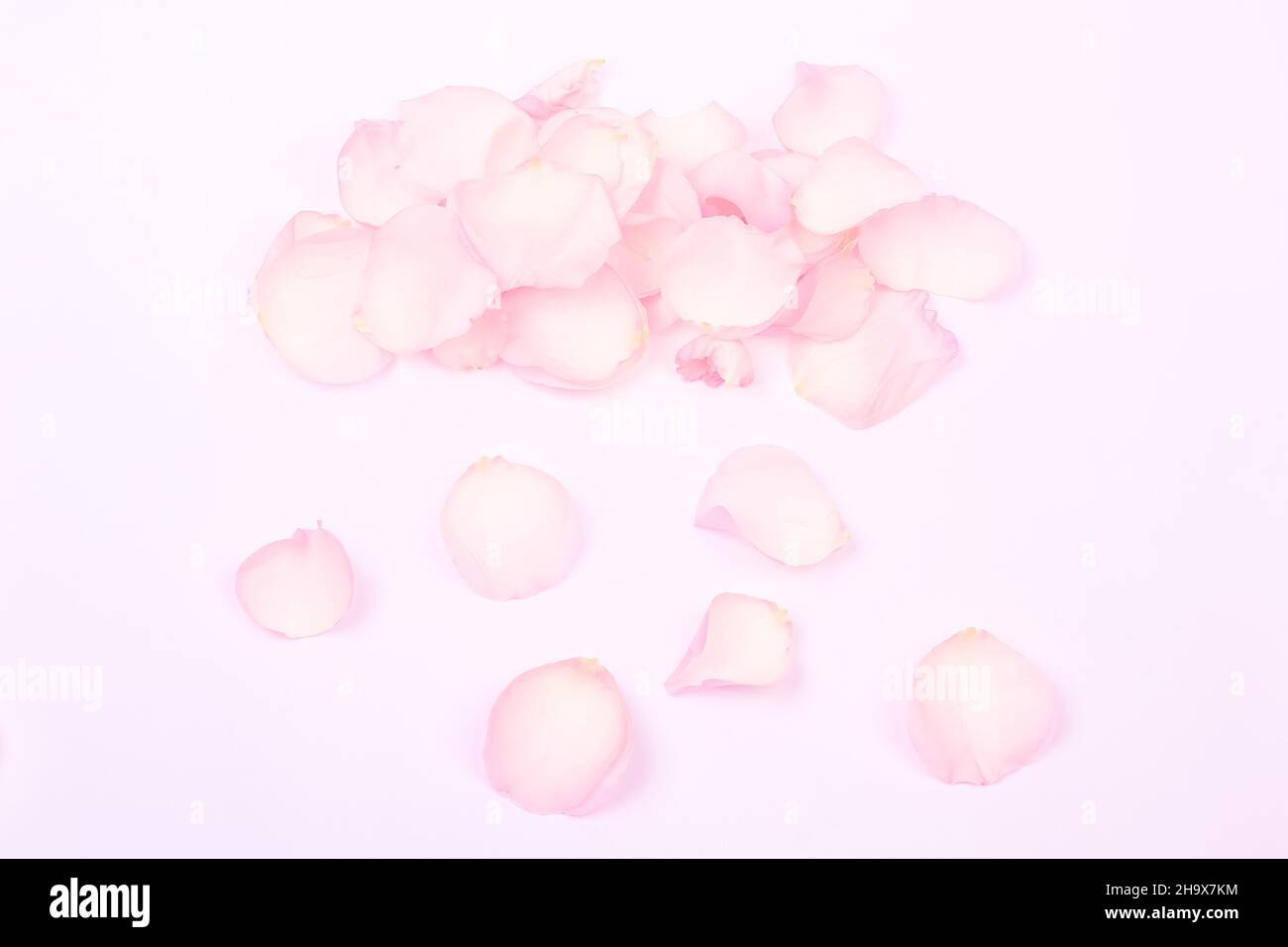 delicate pink background with rose petals Stock Photo - Alamy