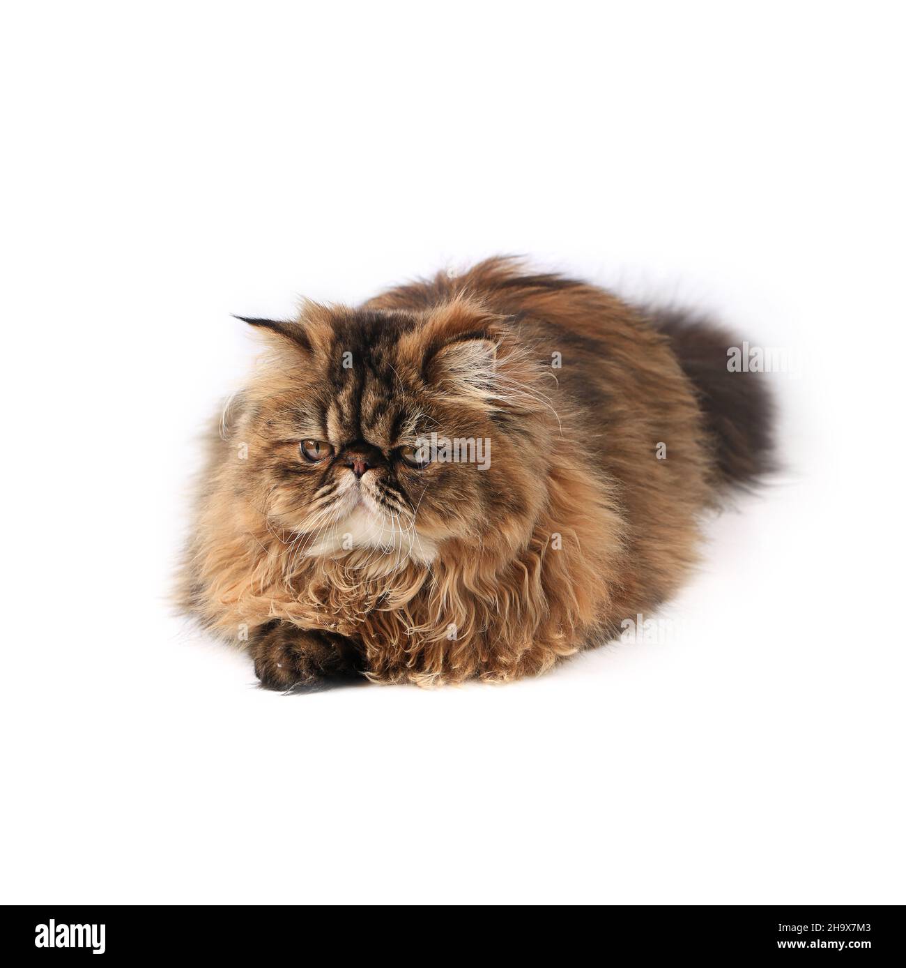 Homeless white cat on Cut Out Stock Images & Pictures - Alamy