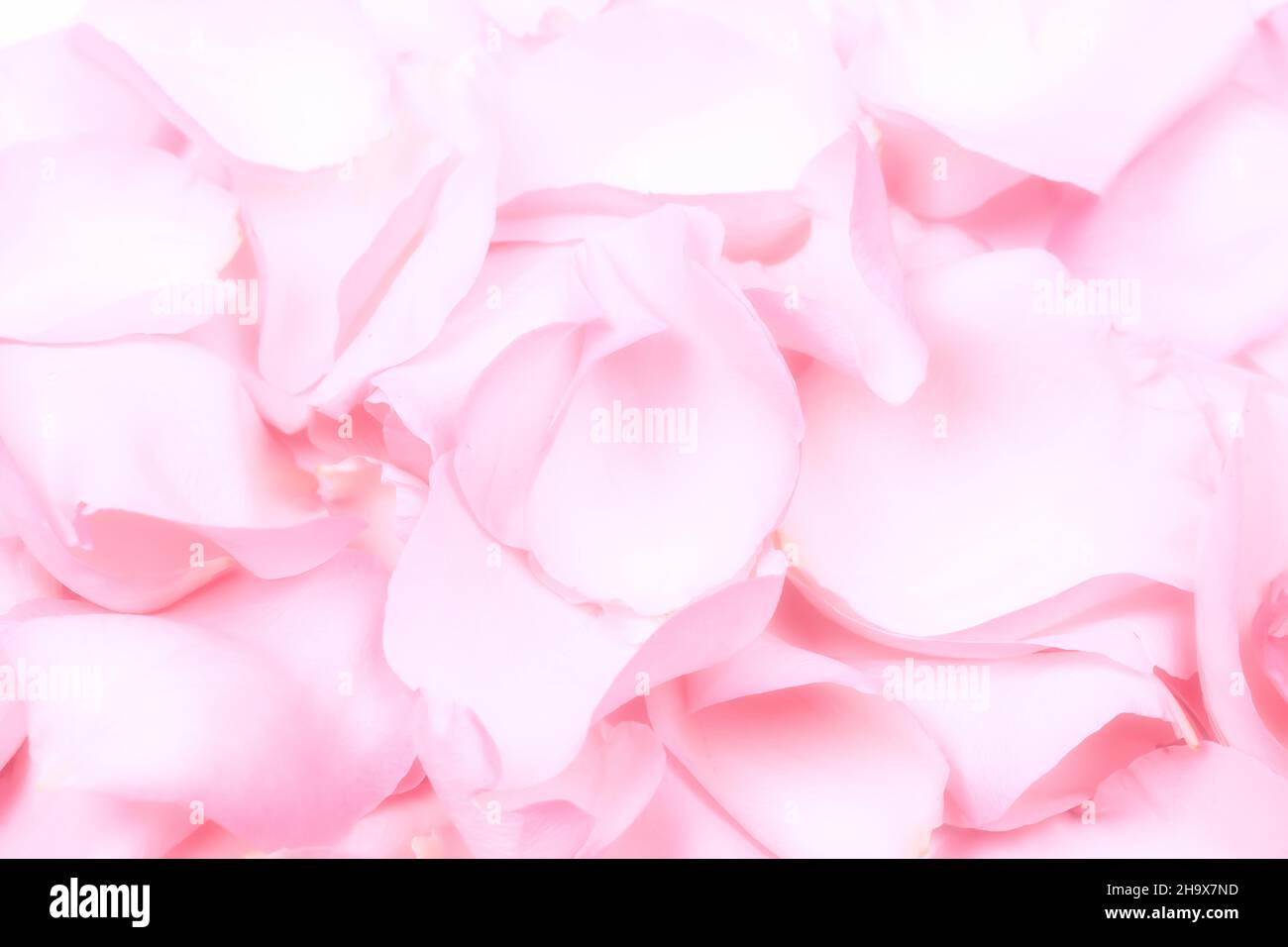 delicate pink background with rose petals Stock Photo - Alamy