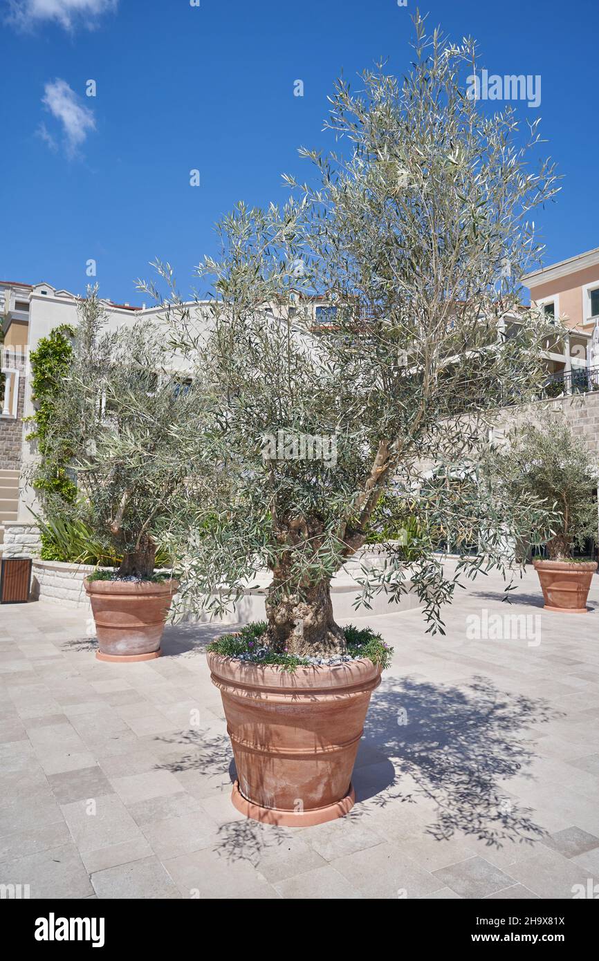 Olive tree pot hi-res stock photography and images - Alamy