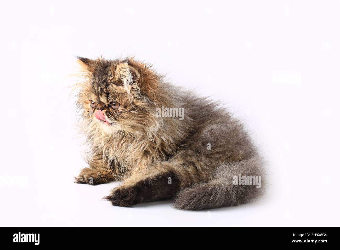 Persian exotic Cut Out Stock Images & Pictures - Alamy
