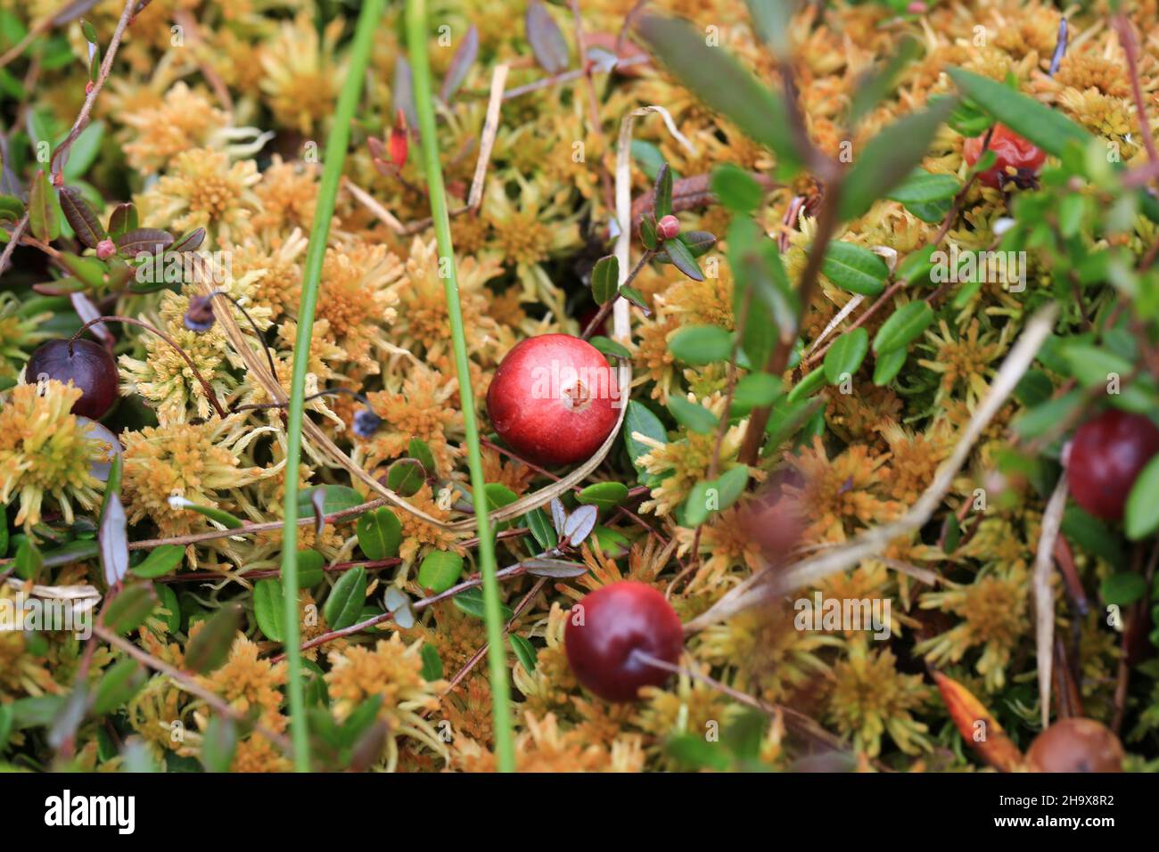 cranberry in the swamp, selective soft focus Stock Photo - Alamy