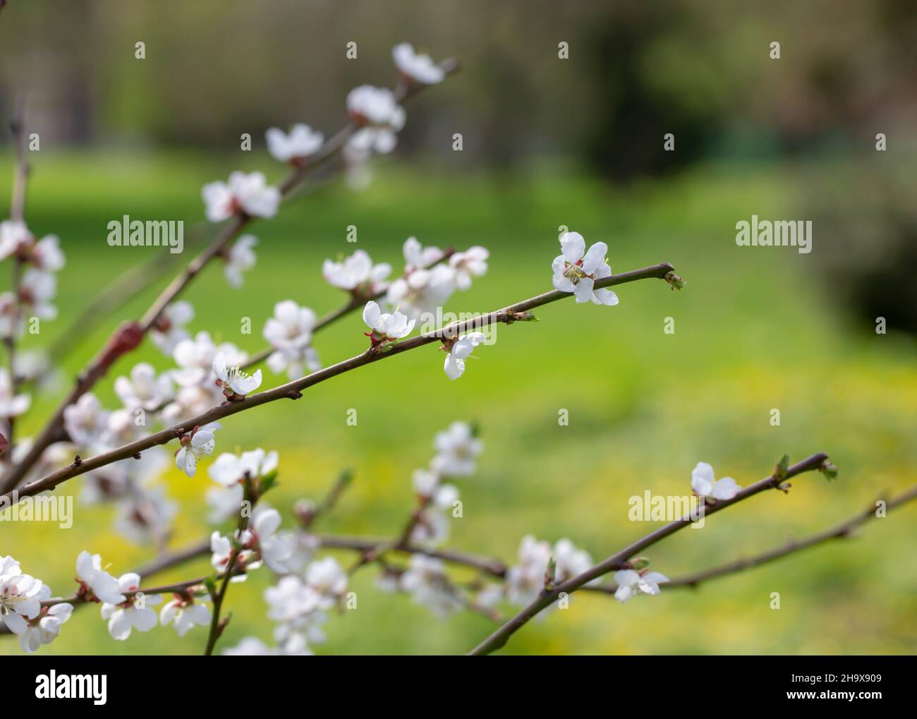 branch of a tree blossoming in spring Stock Photo - Alamy