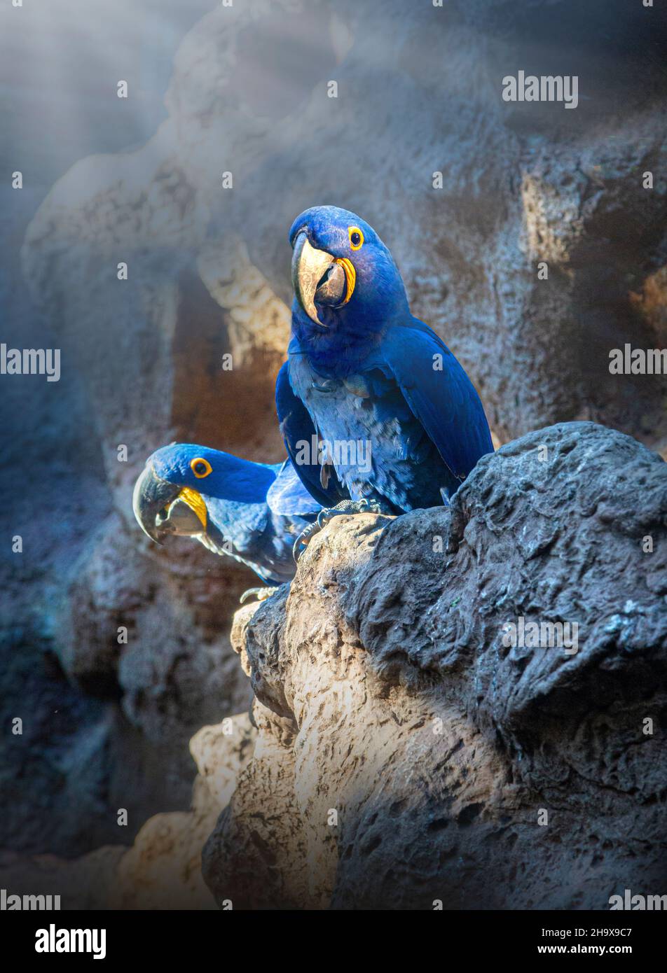 Loving Blue Hyacinth macaws sitting on the branch. Animal love Stock ...