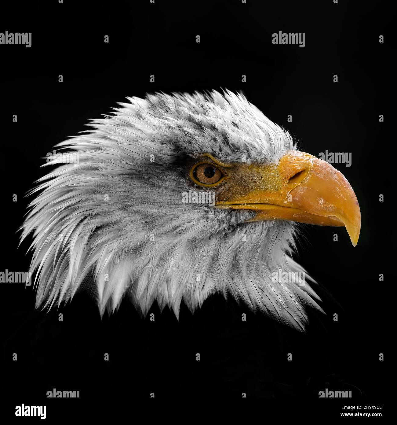 close up of bald eagle head Stock Photo - Alamy