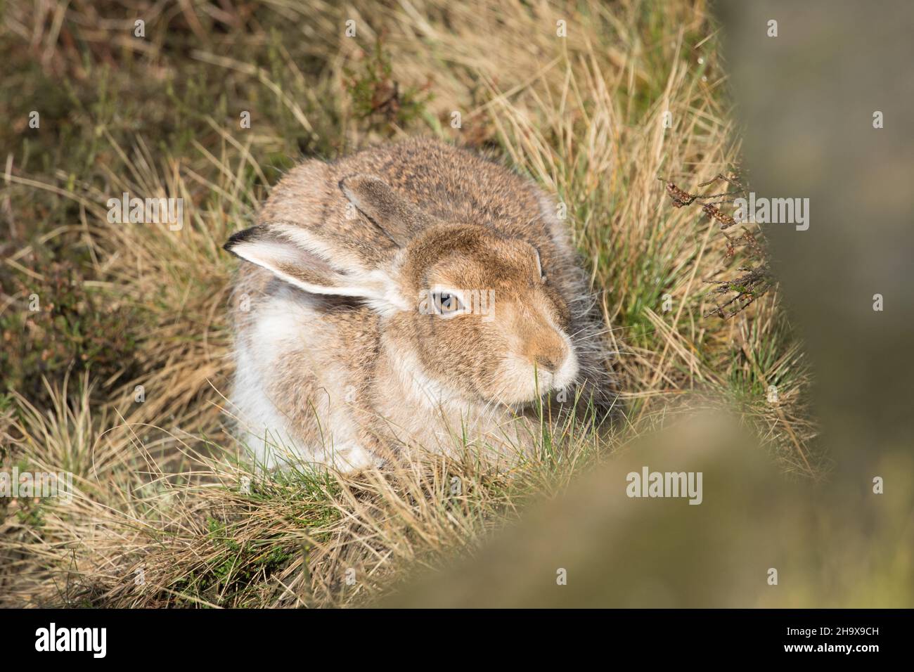 Mountain hare, Dove Stone, Greenfield Stock Photo - Alamy