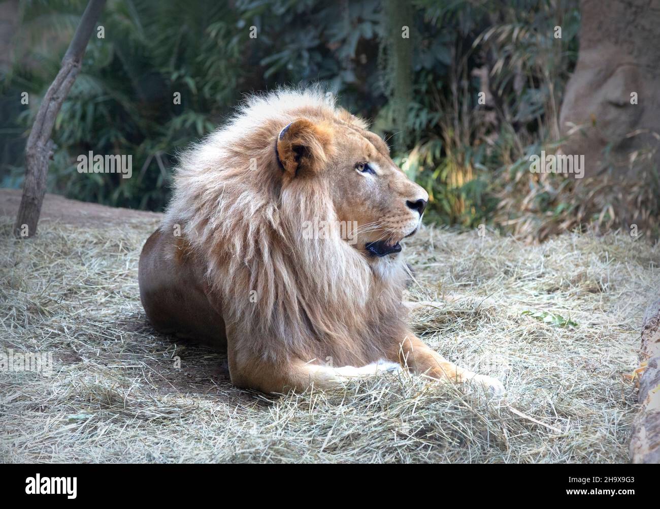 Lion king resting confident in the african savannah Stock Photo - Alamy