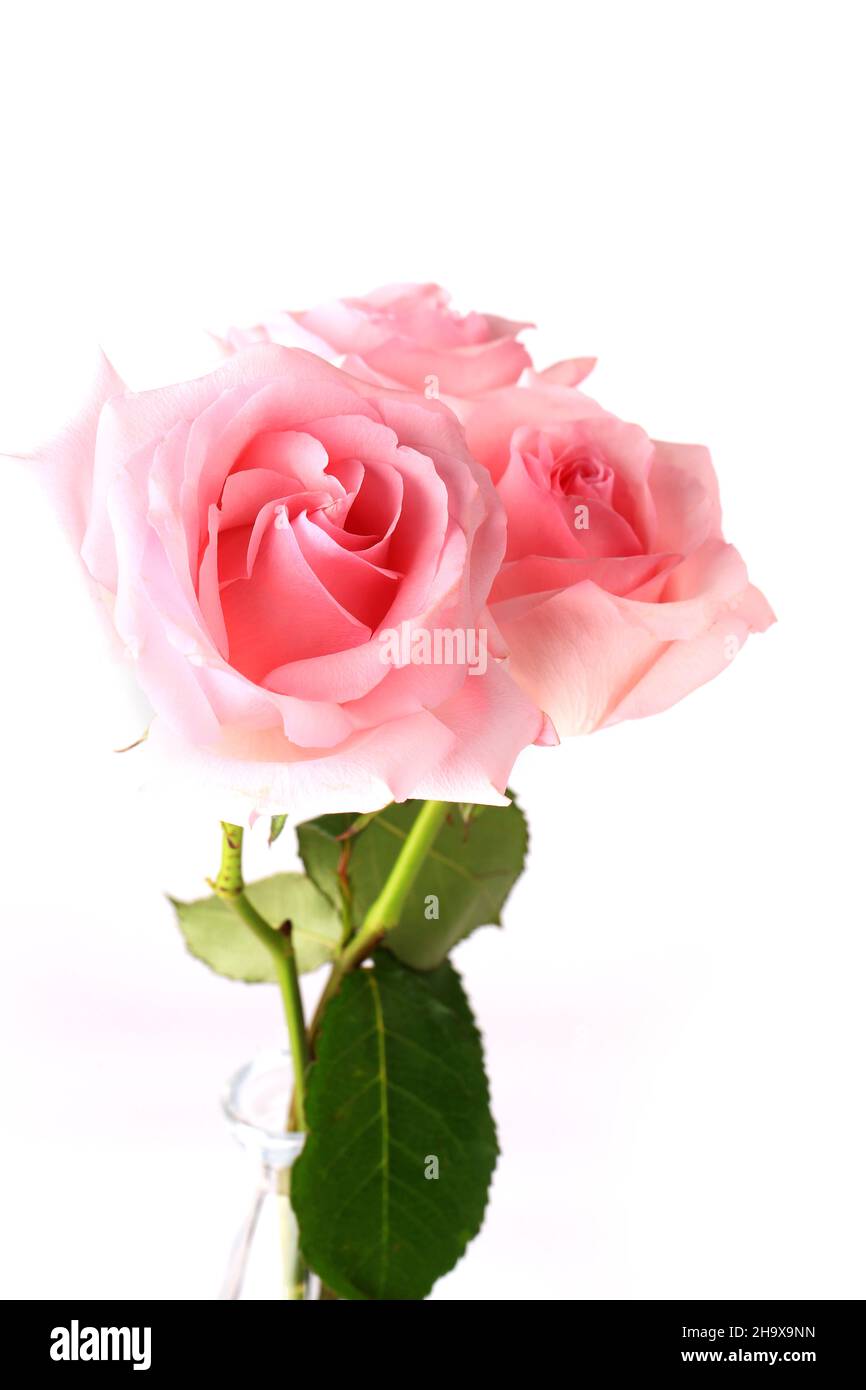 pink roses on a light background Stock Photo - Alamy