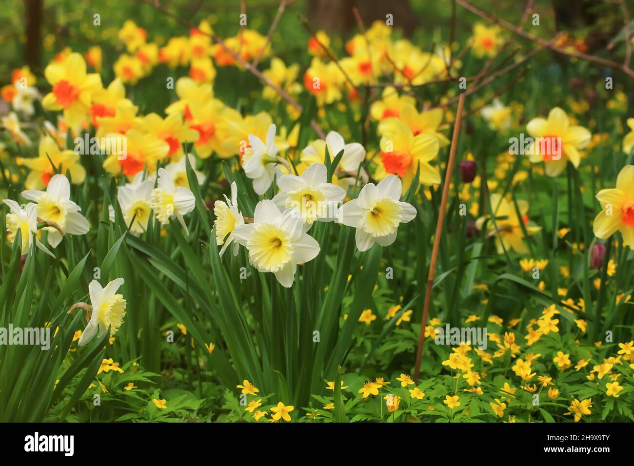 spring field of flowering daffodils Stock Photo - Alamy