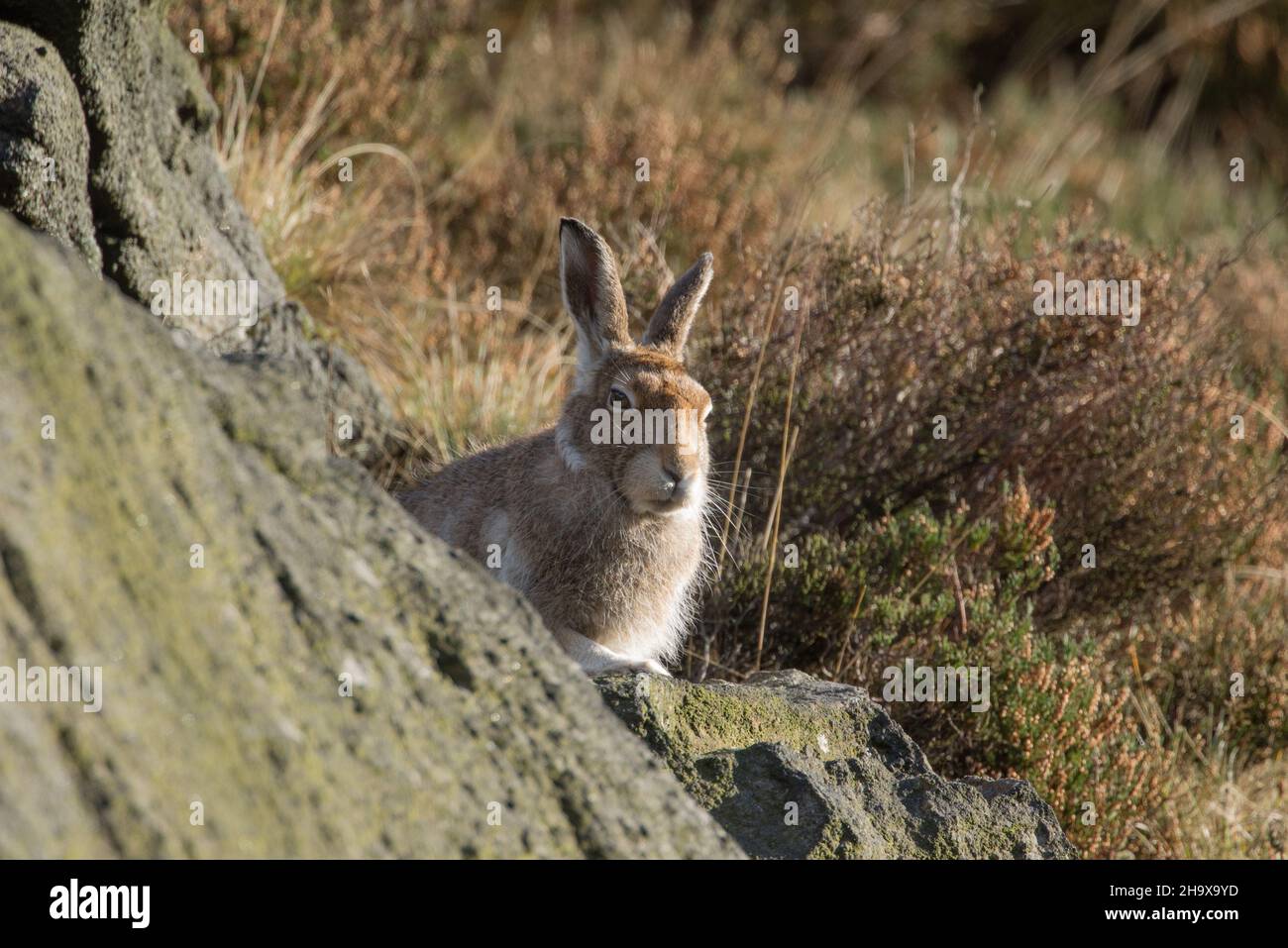 Mountain hare, Dove Stone, Greenfield Stock Photo - Alamy