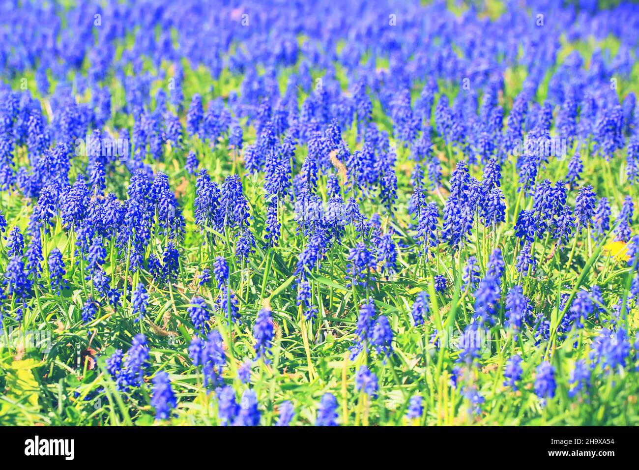 Horticcuclture hi-res stock photography and images - Alamy