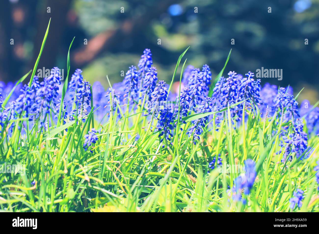 Horticcuclture hi-res stock photography and images - Alamy