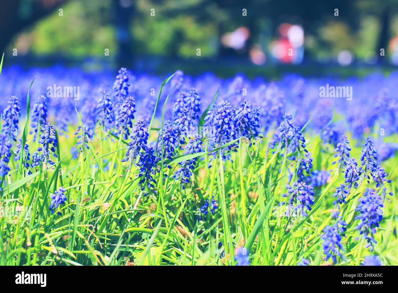 Horticcuclture hi-res stock photography and images - Alamy