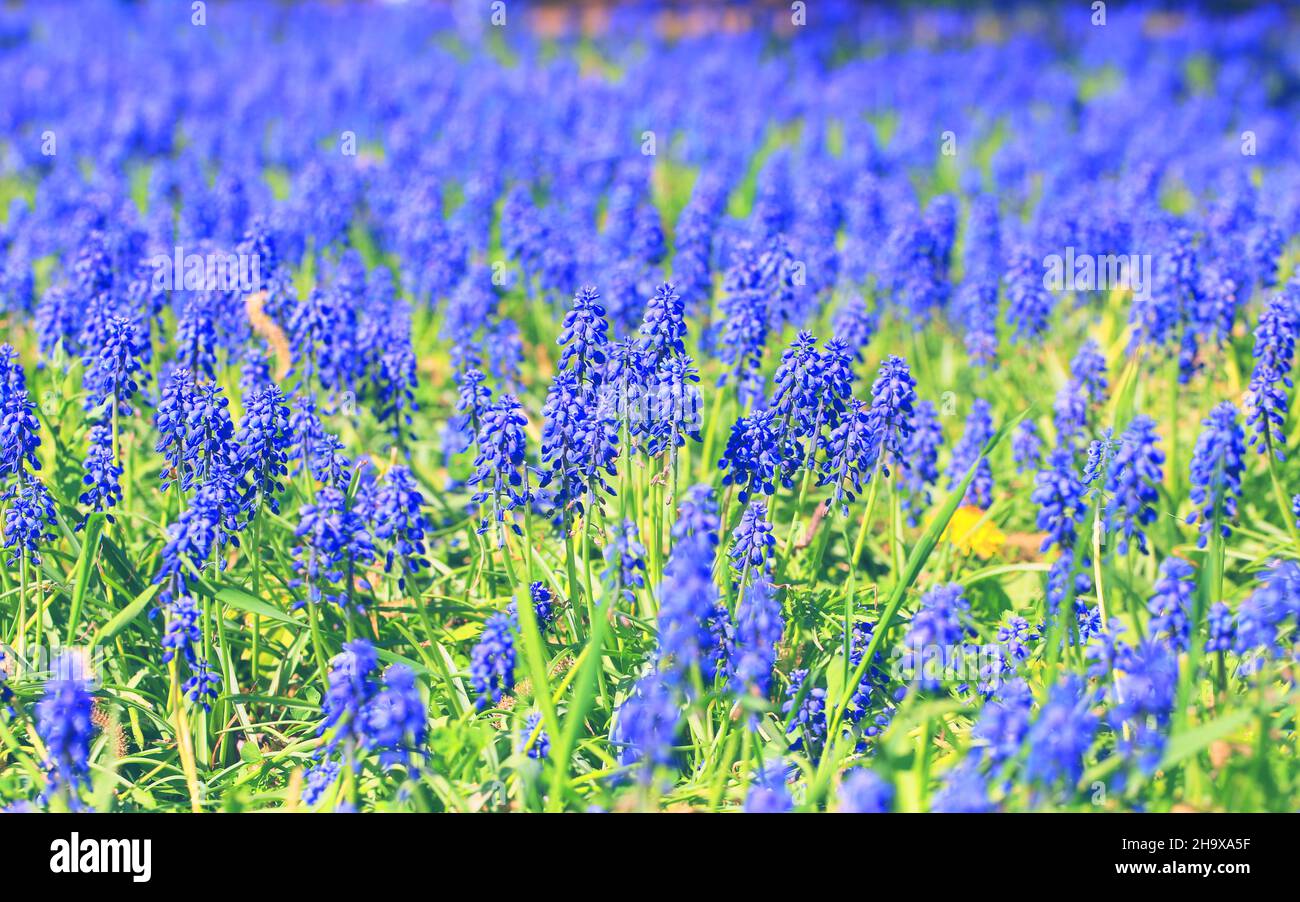 Field with muscari hi-res stock photography and images - Alamy