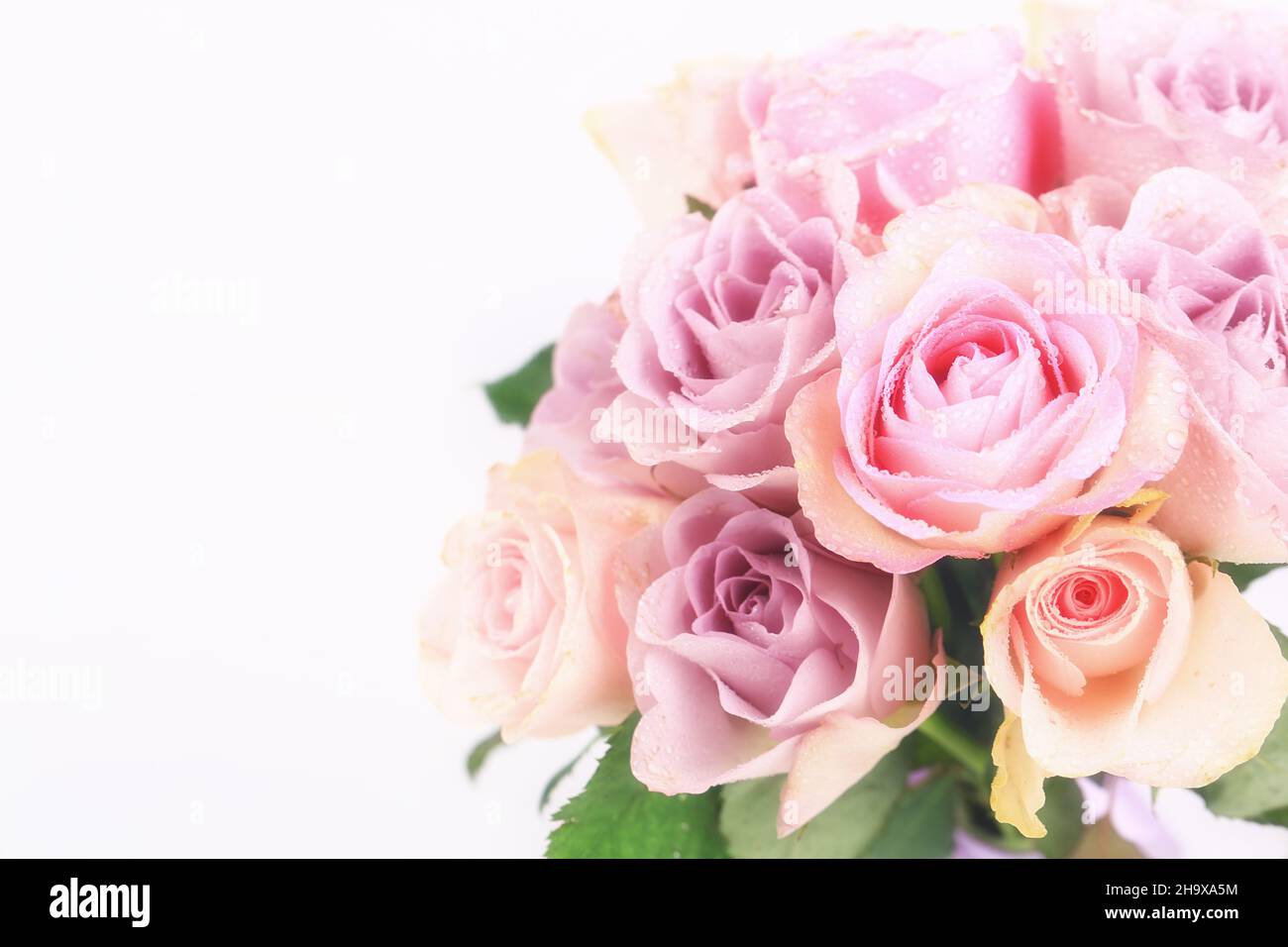 bouquet of delicate roses on a white background Stock Photo - Alamy