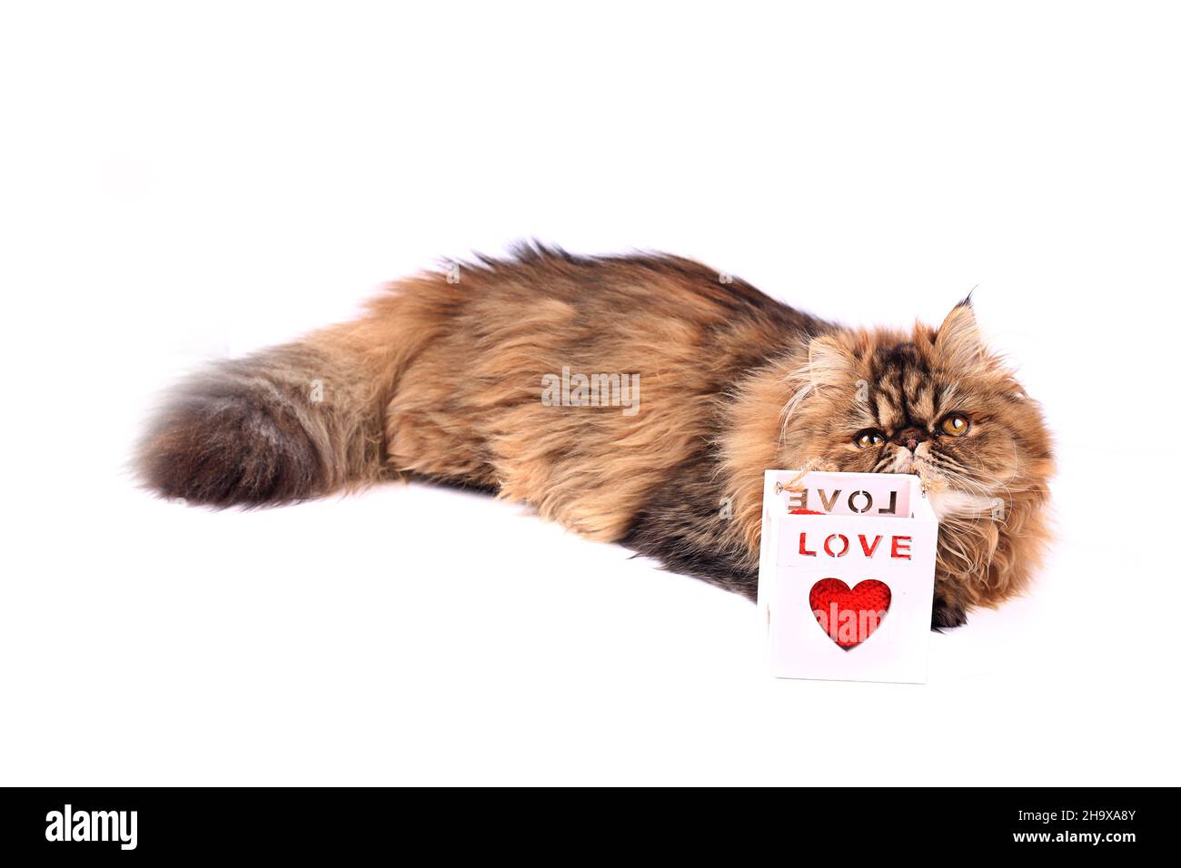 cat with heart gift box isolated on white background. tricolor persian ...