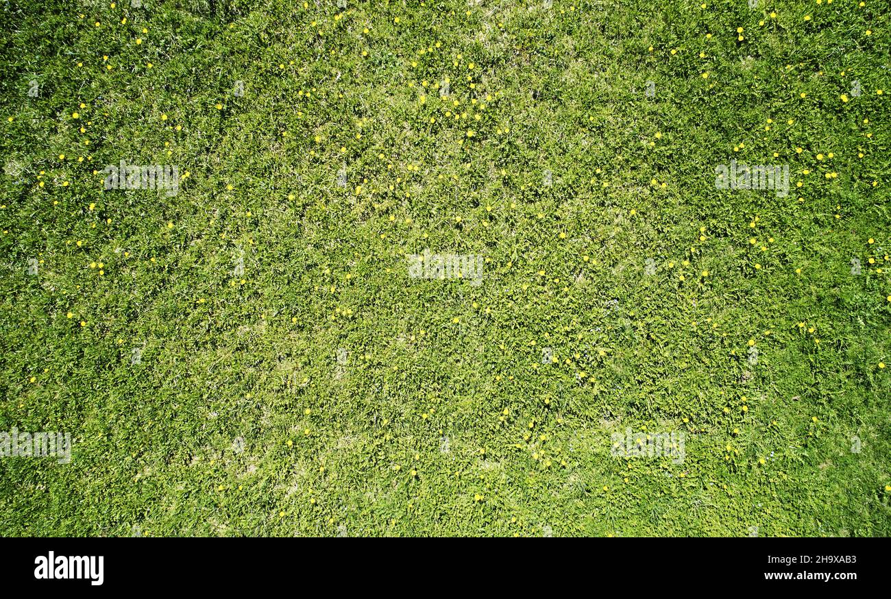 Clean fresh green grass background. Bright natural environmental ...