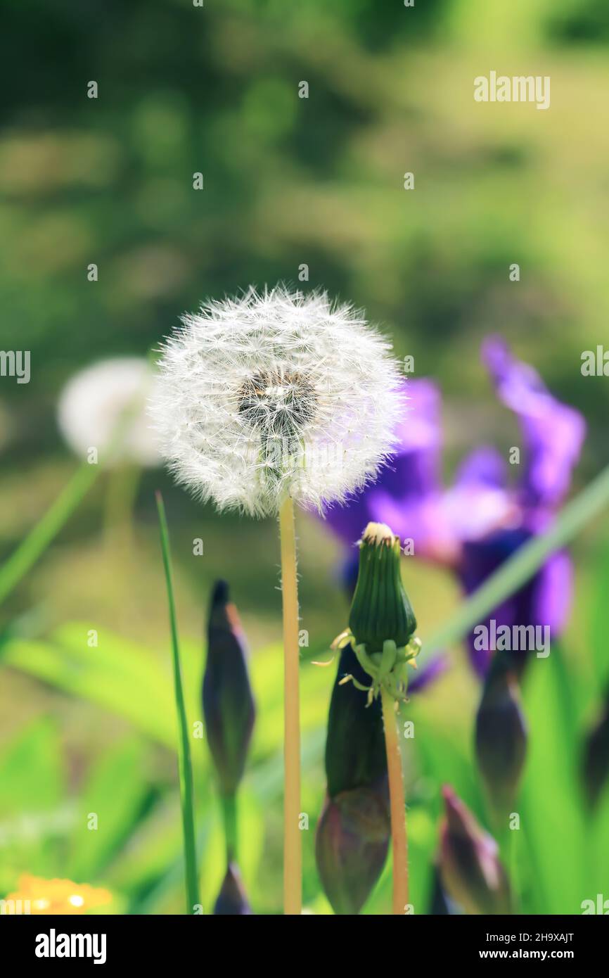 Dried dandelion leaves hi-res stock photography and images - Alamy